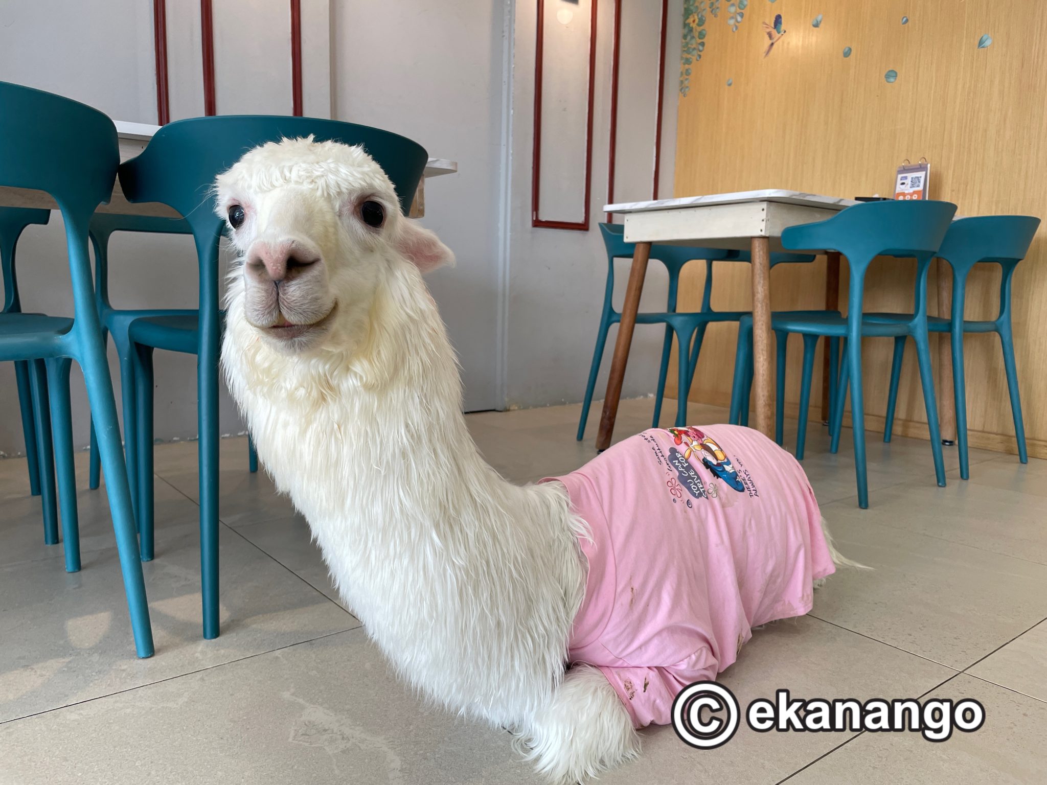 【Furrito Haus Cafe】アルパカやスカンクと触れ合える動物カフェ@Seri Kembangan - エカの南国主婦ライフ