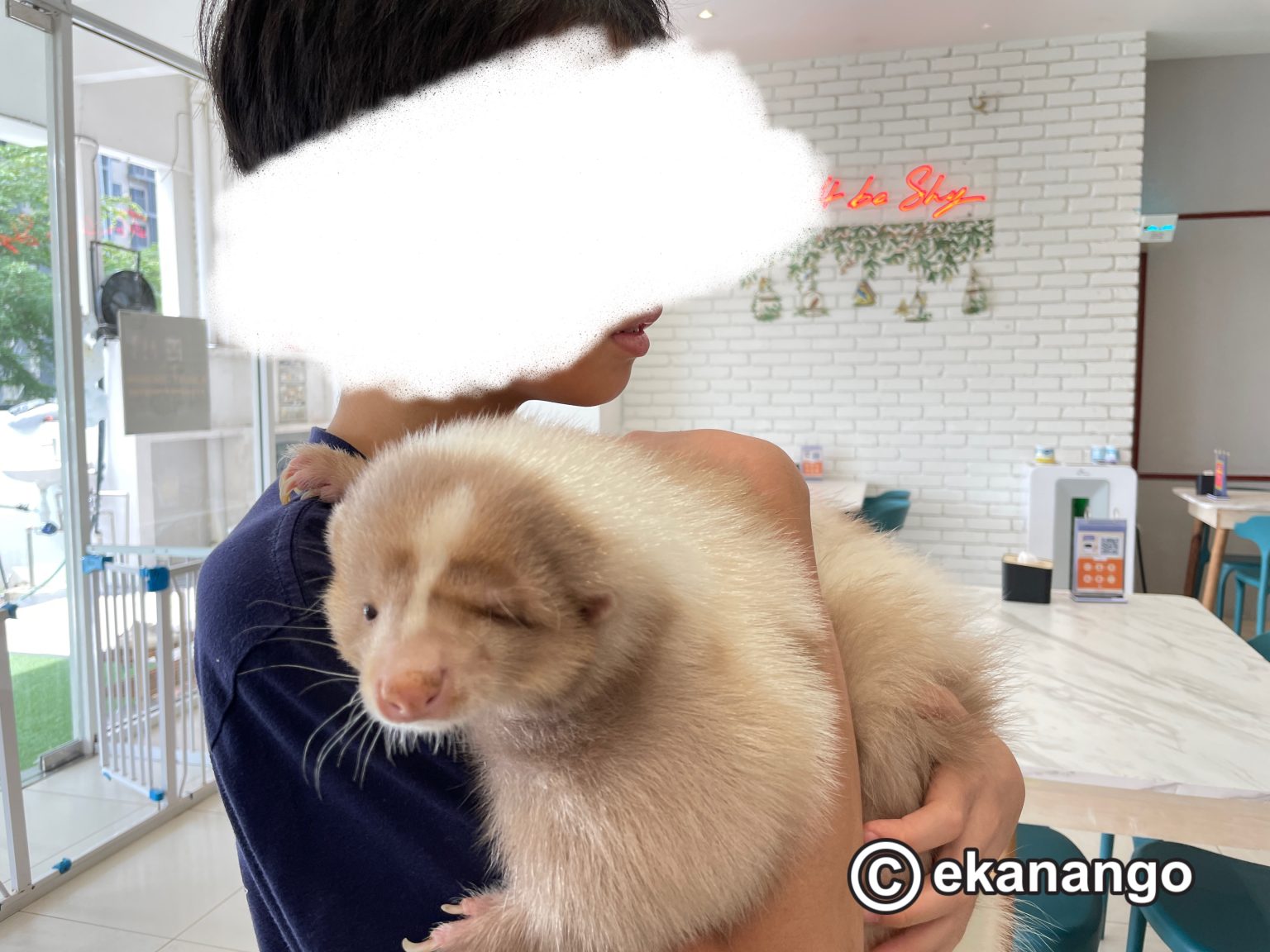 【Furrito Haus Cafe】アルパカやスカンクと触れ合える動物カフェ@Seri Kembangan - エカの南国主婦ライフ