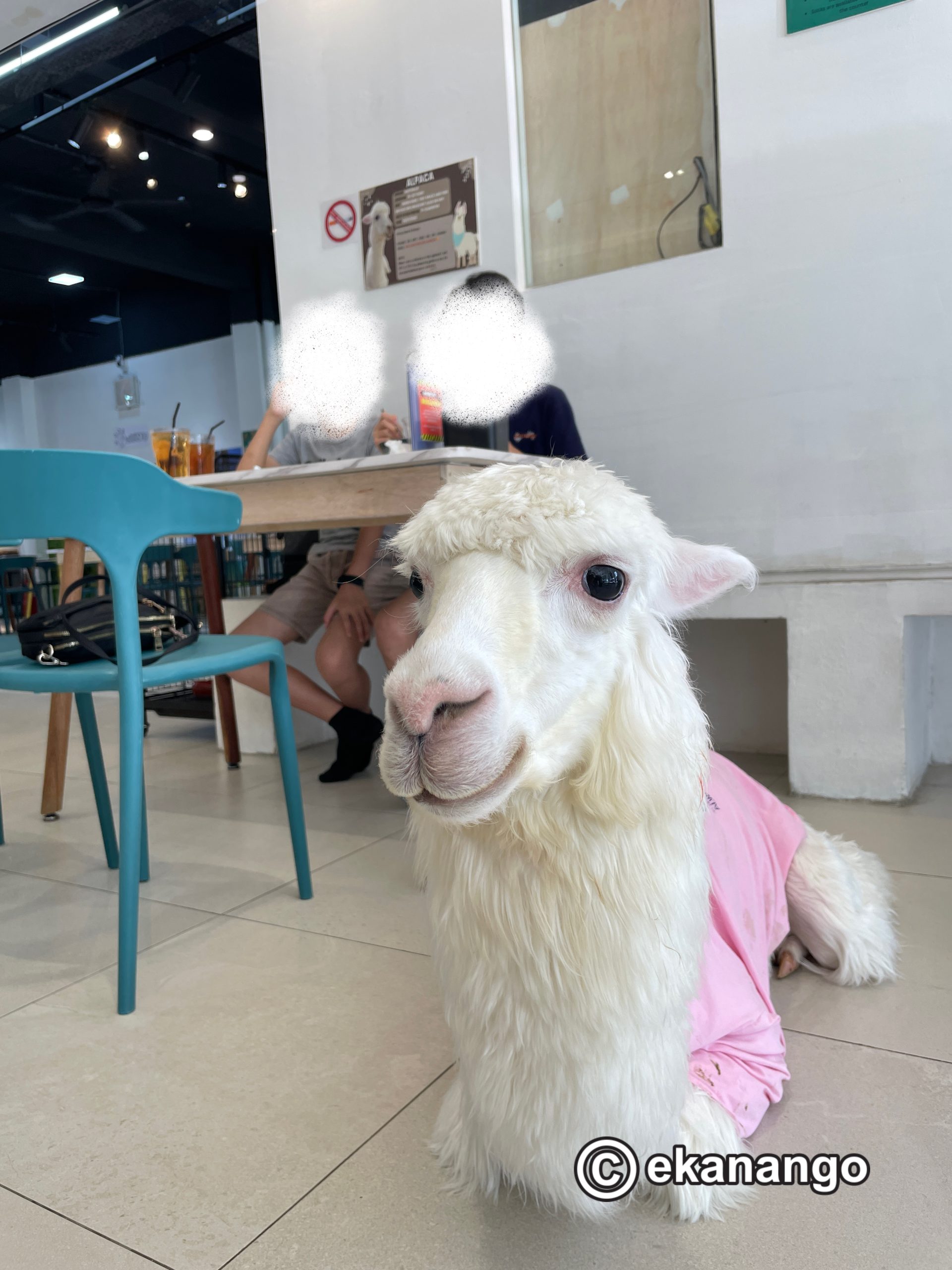 【Furrito Haus Cafe】アルパカやスカンクと触れ合える動物カフェ@Seri Kembangan - エカの南国主婦ライフ