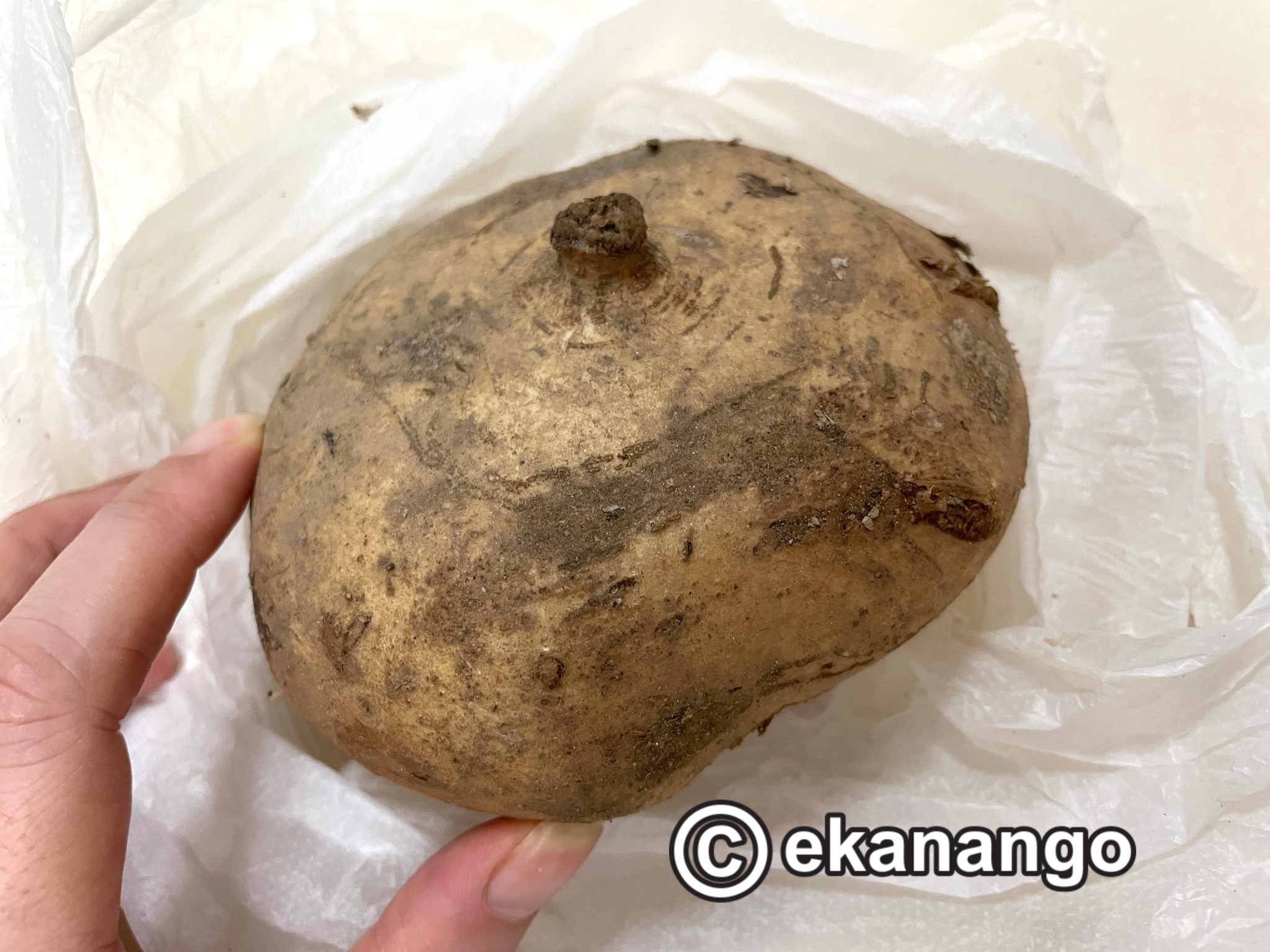 【ヒカマ（葛芋 / Seng Kuang）】甘くて美味しい美容食材 - エカの南国主婦ライフ